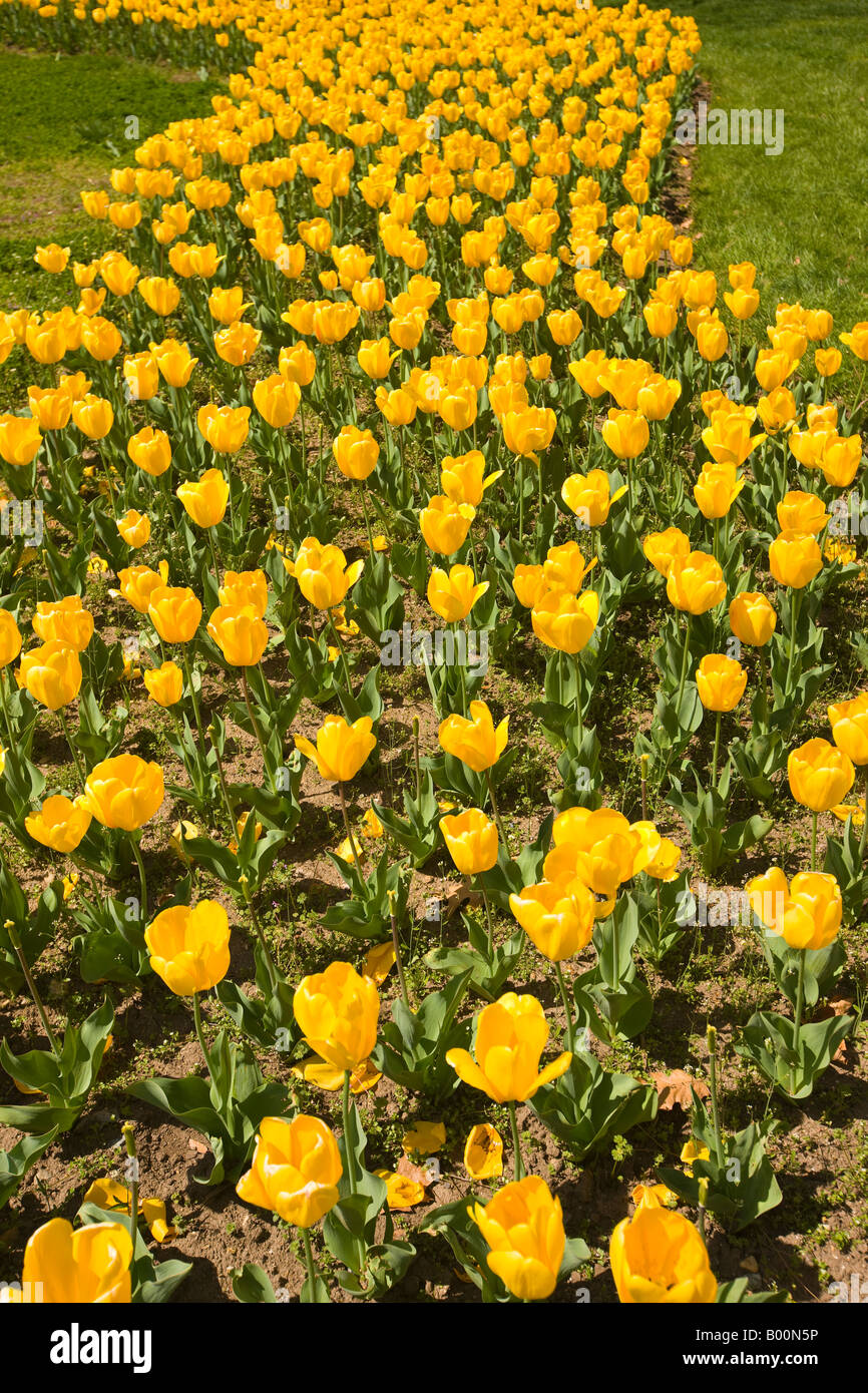 Dominant colour yellow hi-res stock photography and images - Alamy