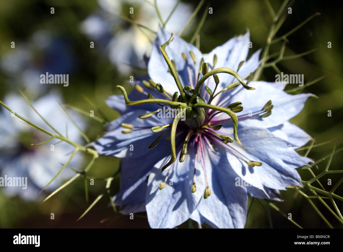 An exotic blue flower with creeping green roots Stock Photo - Alamy