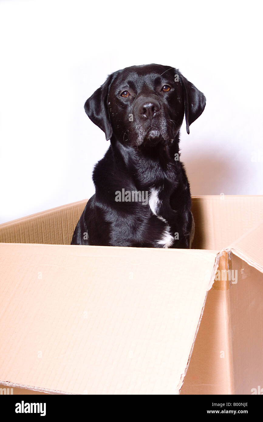 Dog trades hi-res stock photography and images - Alamy