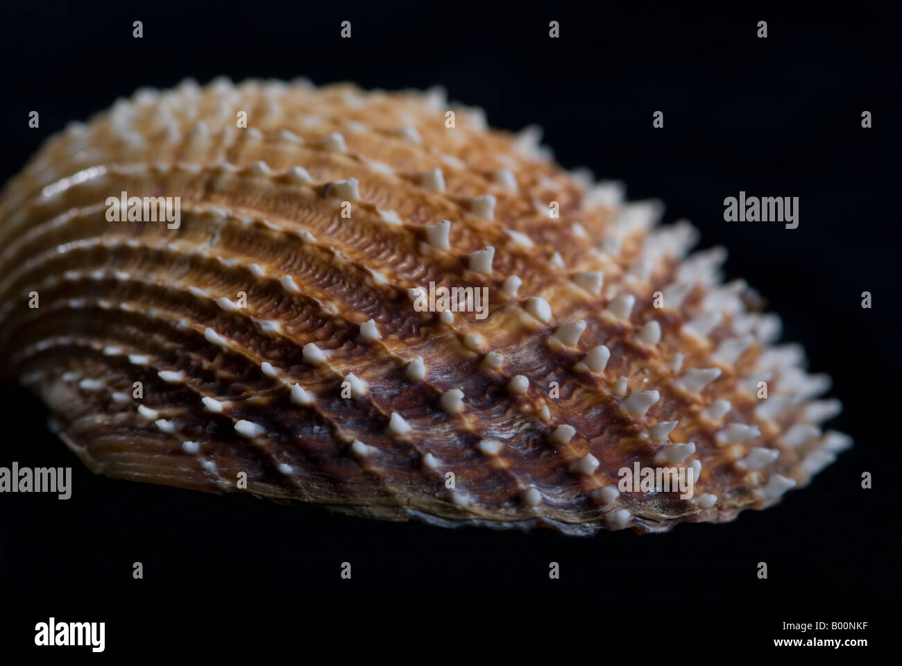 Cardium edule hi-res stock photography and images - Alamy