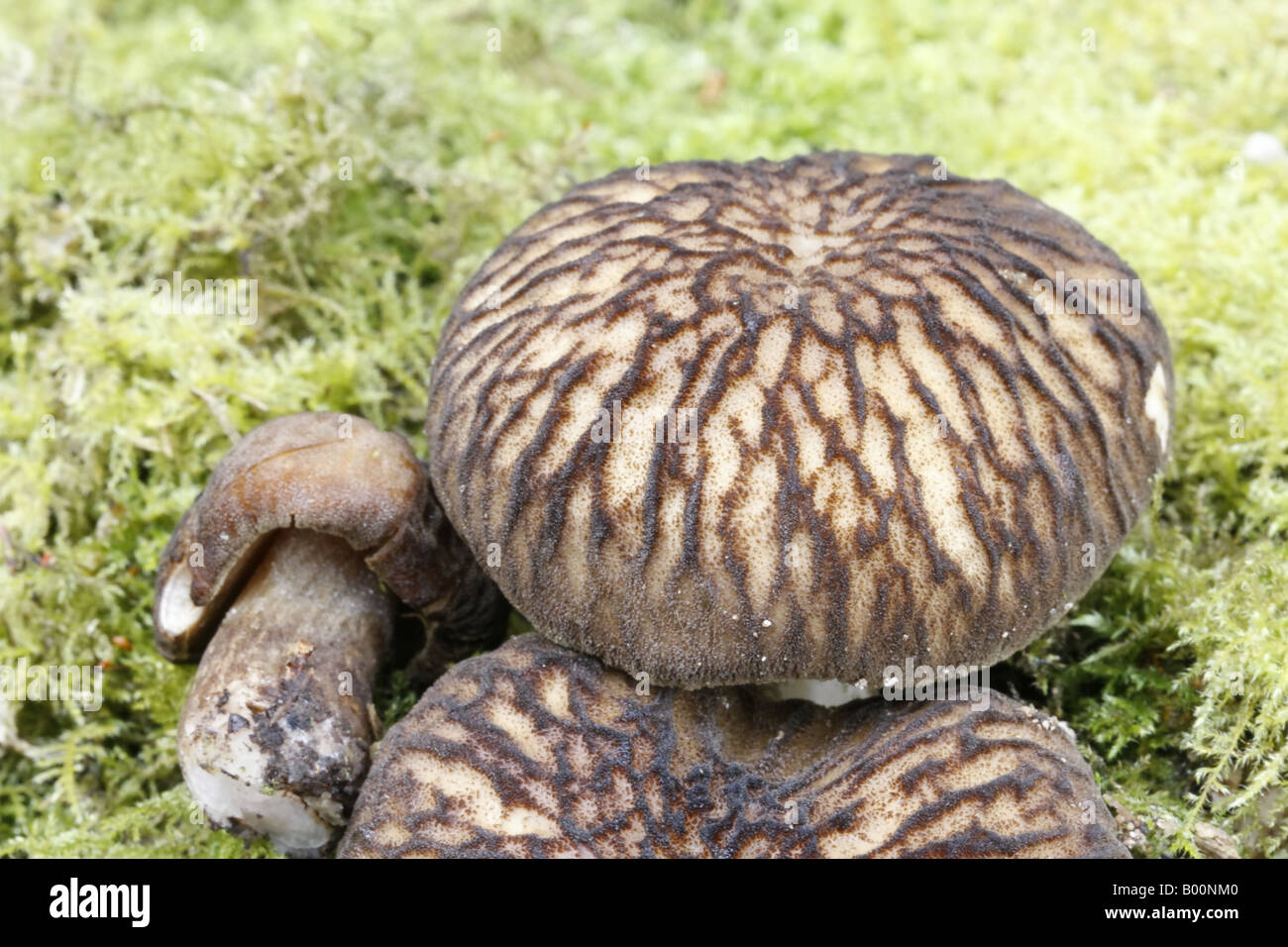 Group of Velvet Shield fungi, pluteus umbrosus Stock Photo - Alamy