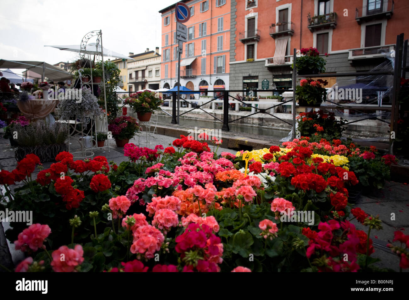 Geraniums in different colors for sale at the floral show at the ...