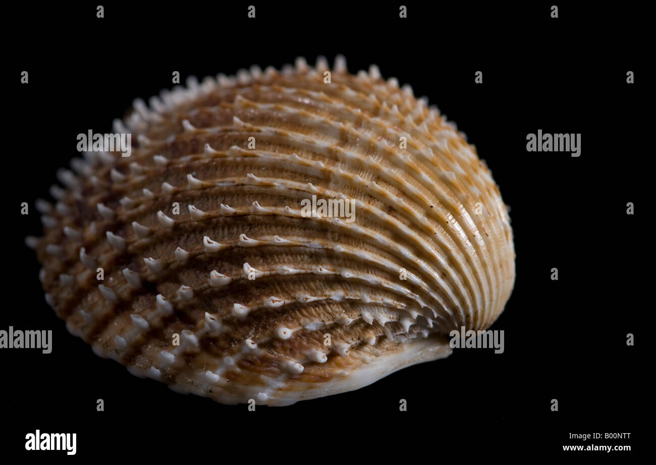 Cockle shell against black background Stock Photo - Alamy