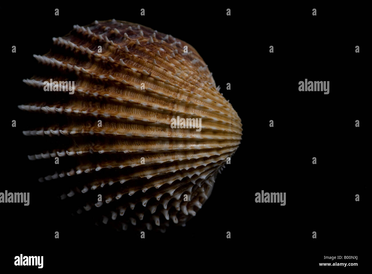 Cockle shell against a black background Stock Photo - Alamy