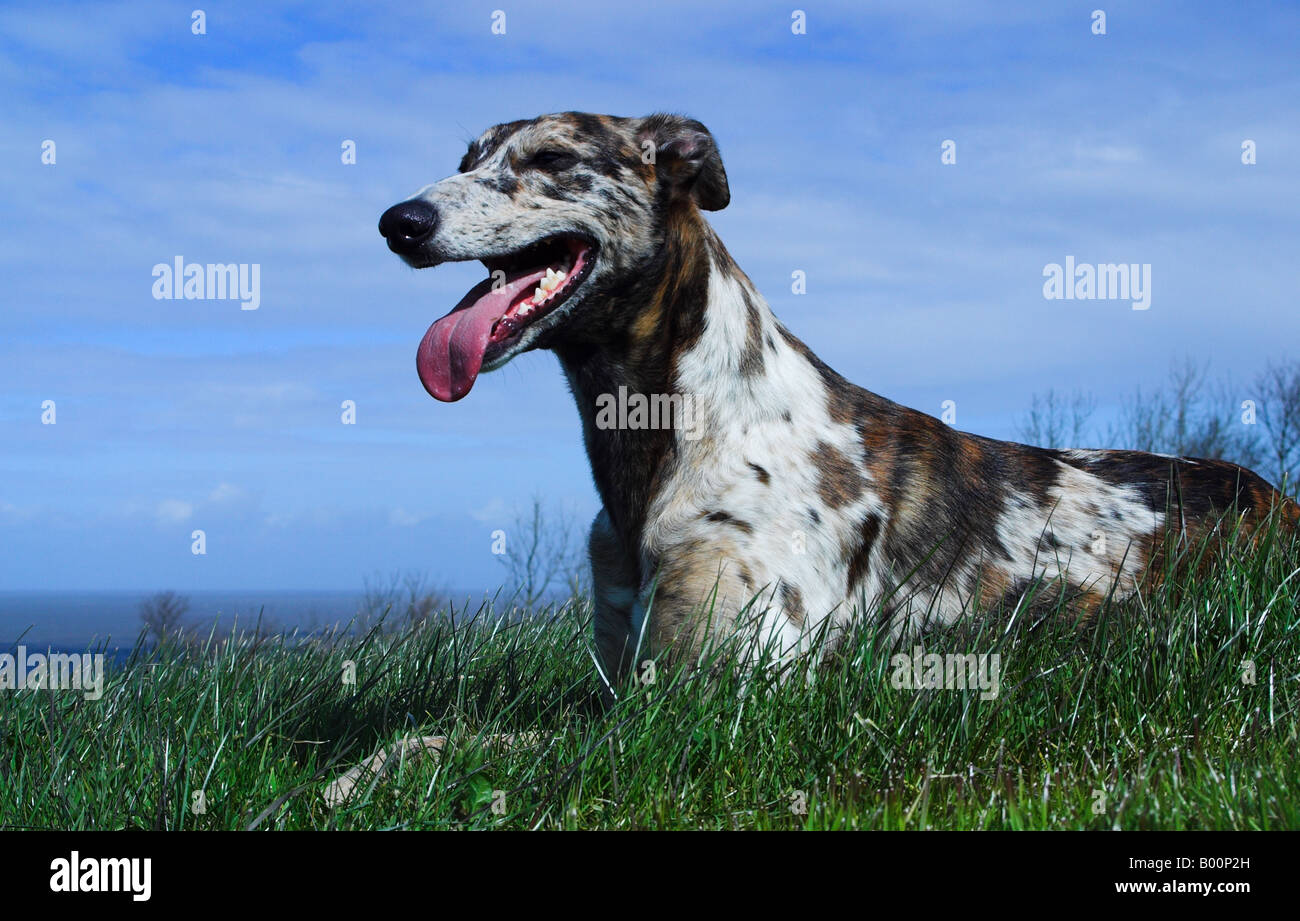 Lurcher panting hi-res stock photography and images - Alamy