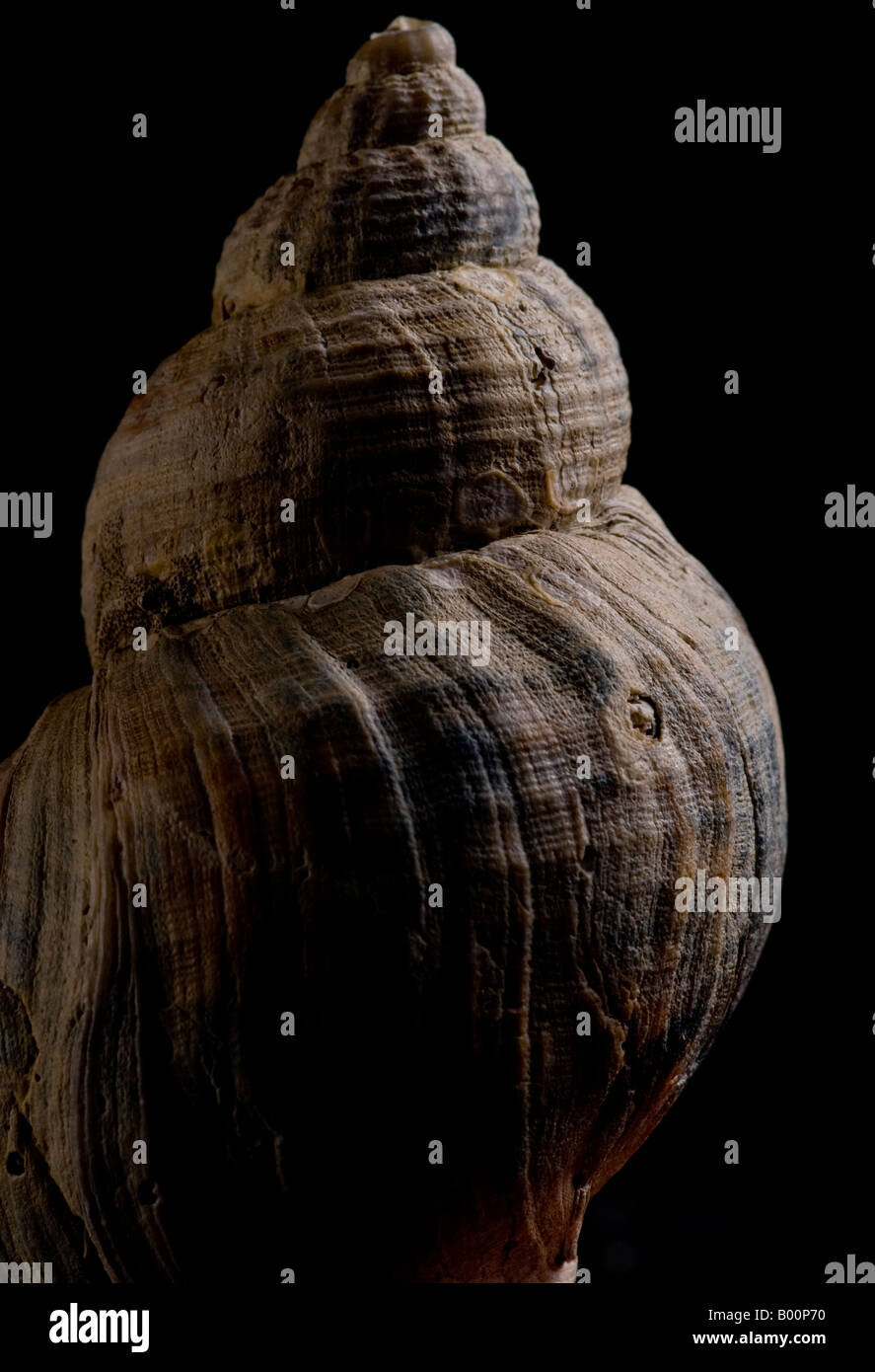 Shelfish shell hi-res stock photography and images - Alamy