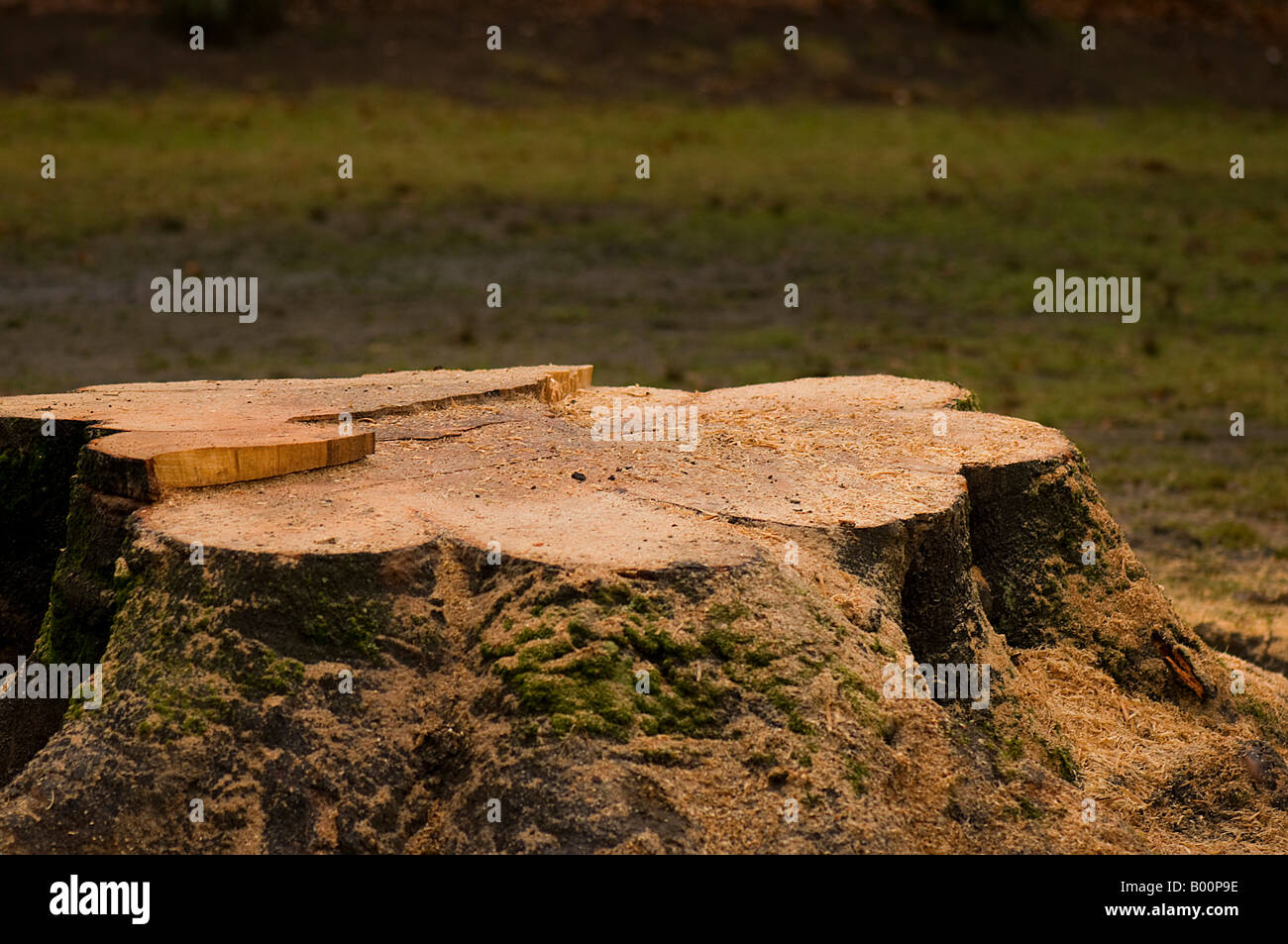 Beech trees stump hi-res stock photography and images - Alamy