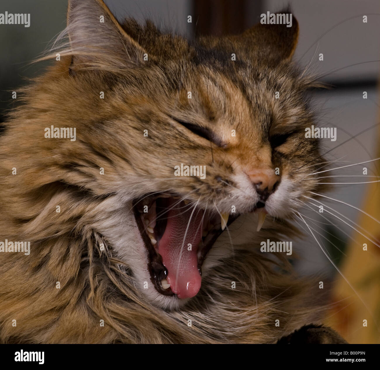 A cat yawning hi-res stock photography and images - Alamy