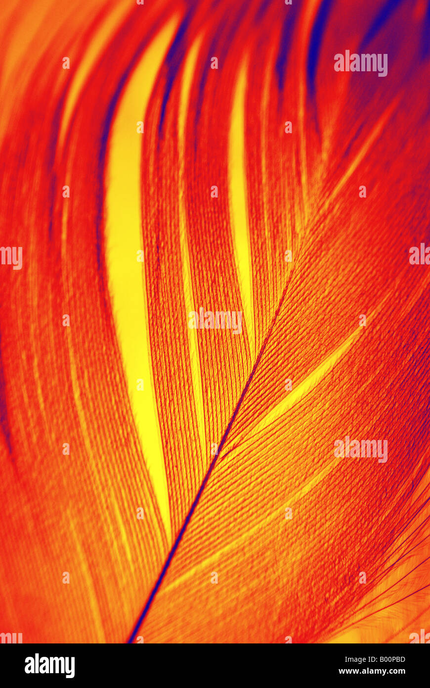 Phoenix bird hi-res stock photography and images - Alamy