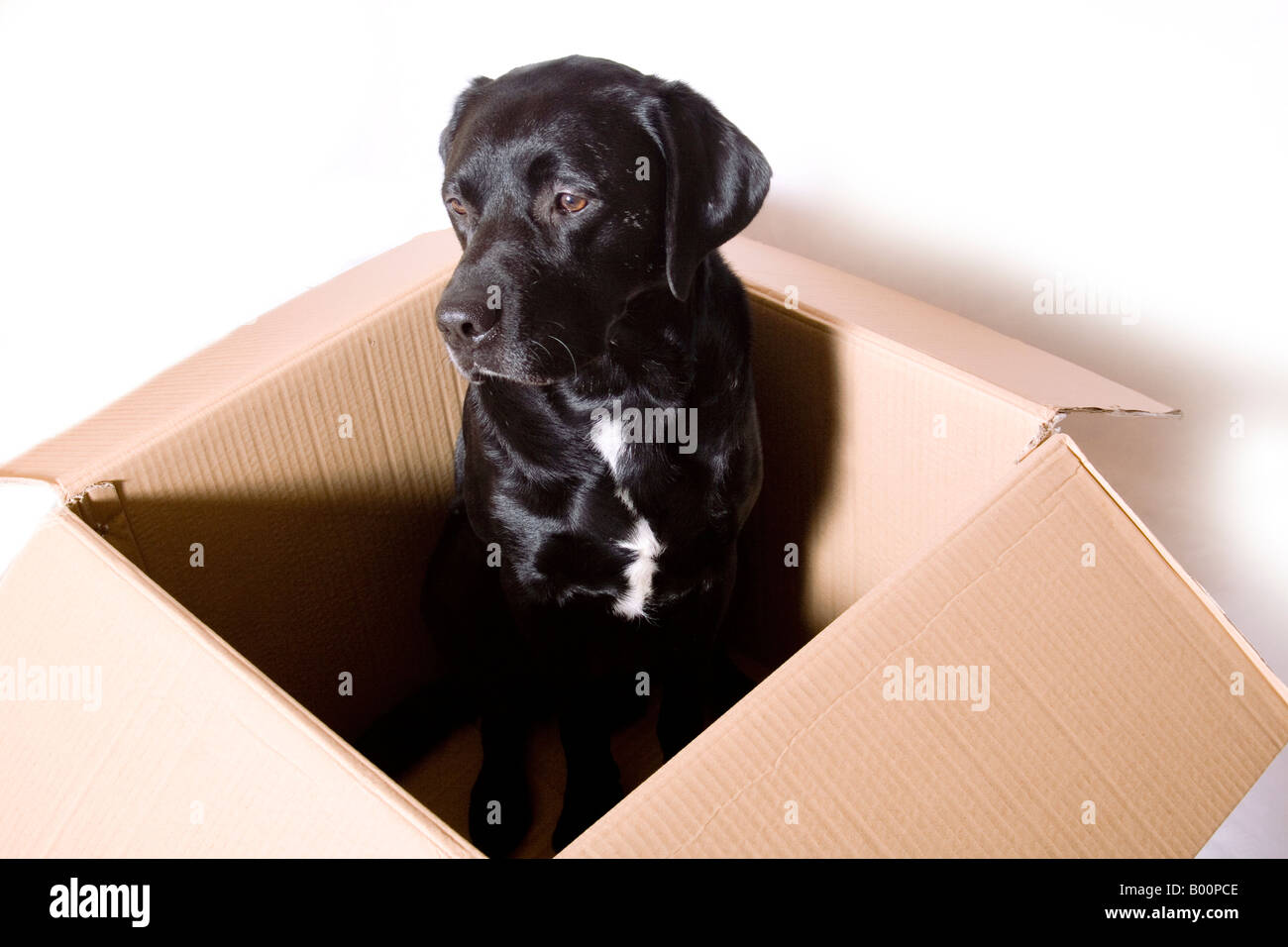 Dog trades hi-res stock photography and images - Alamy