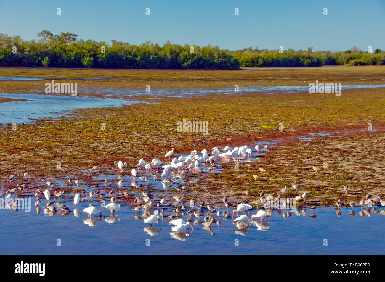 Florida marsh birds hi-res stock photography and images - Alamy