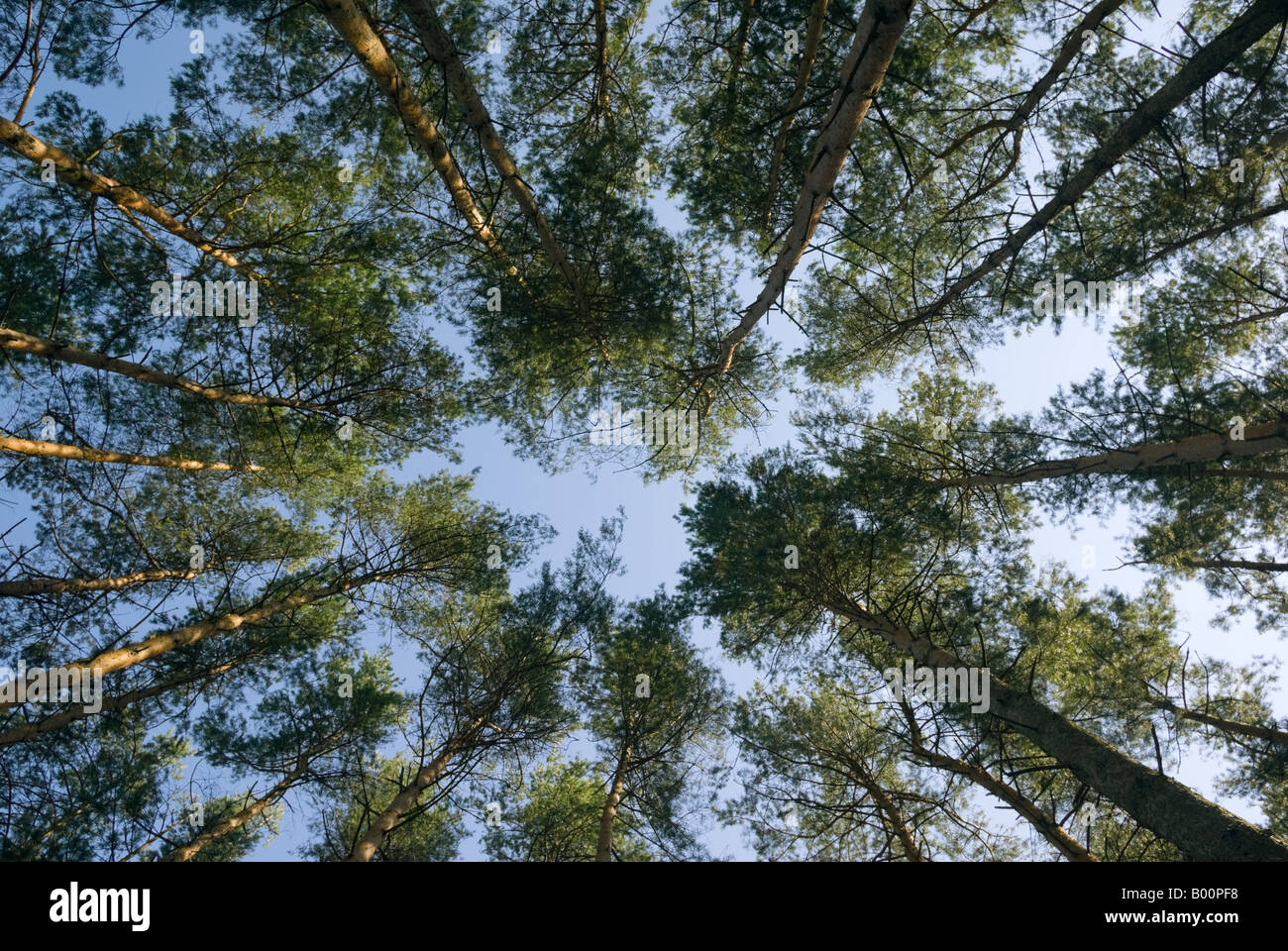 Pine trees all around - wide angle Stock Photo - Alamy
