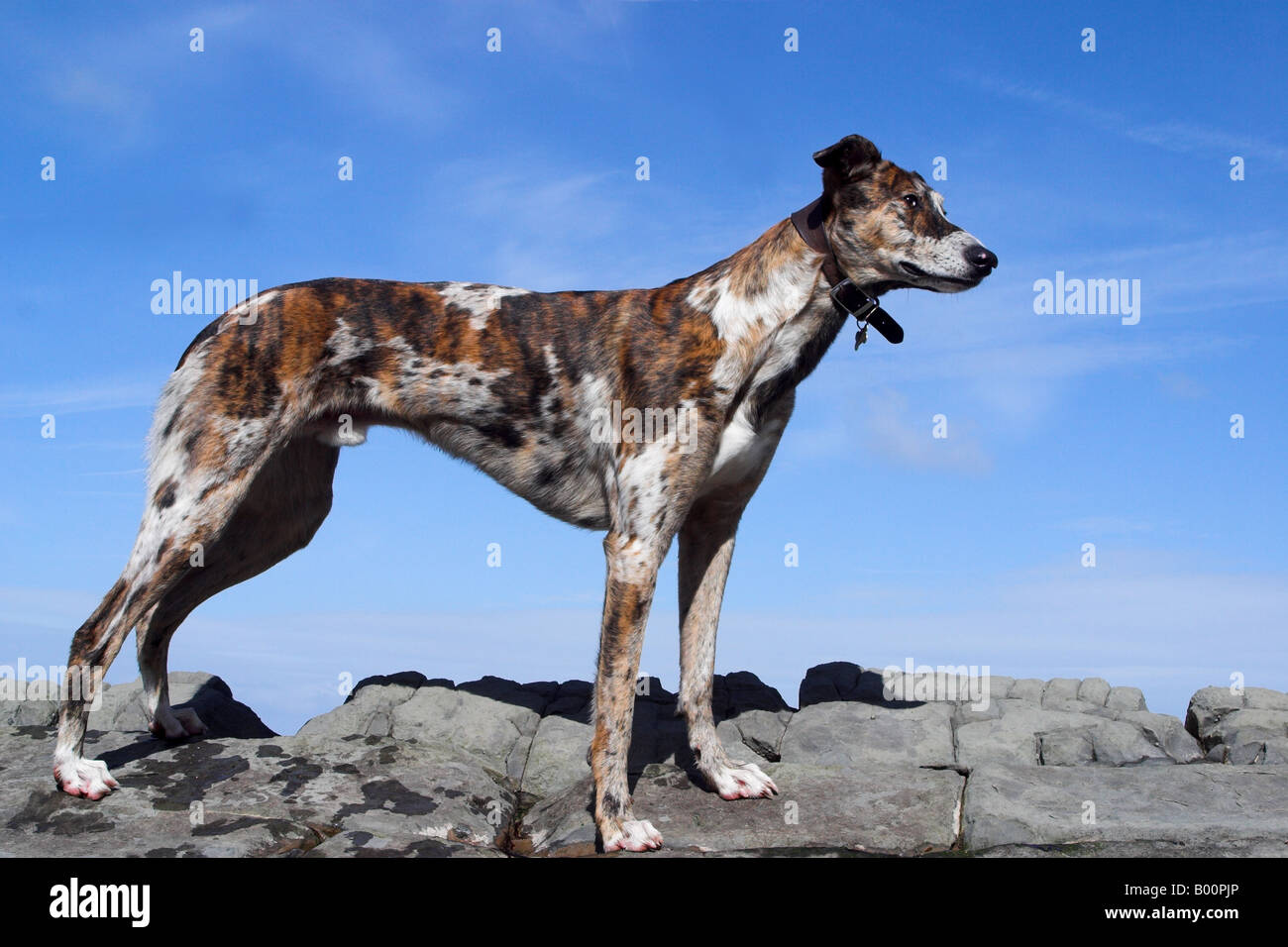 Lurcher greyhound dogs hi-res stock photography and images - Alamy