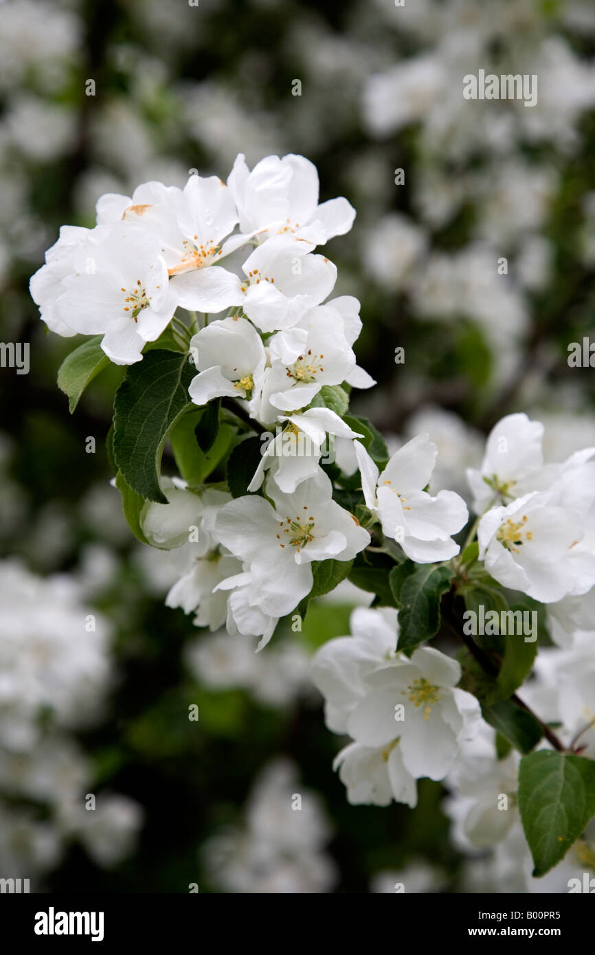 Apple tree blooming Stock Photo - Alamy