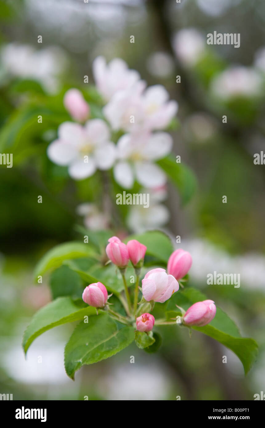 Solitary flowering apple tree hi-res stock photography and images - Alamy