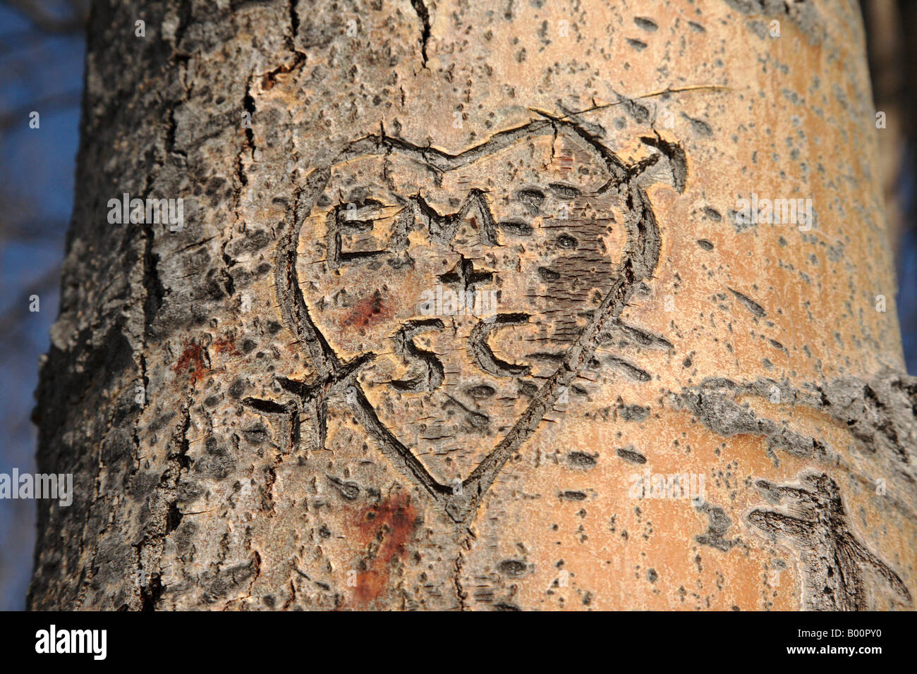 Initials carved into a birch tree hi-res stock photography and images ...
