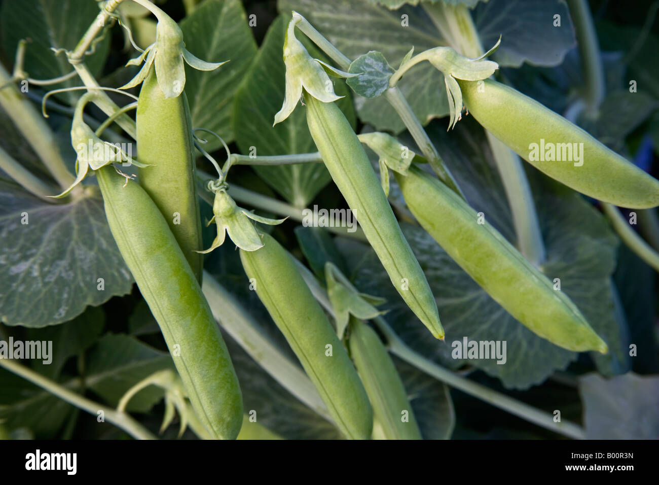 Green Peas pods hanging on vine Stock Photo - Alamy