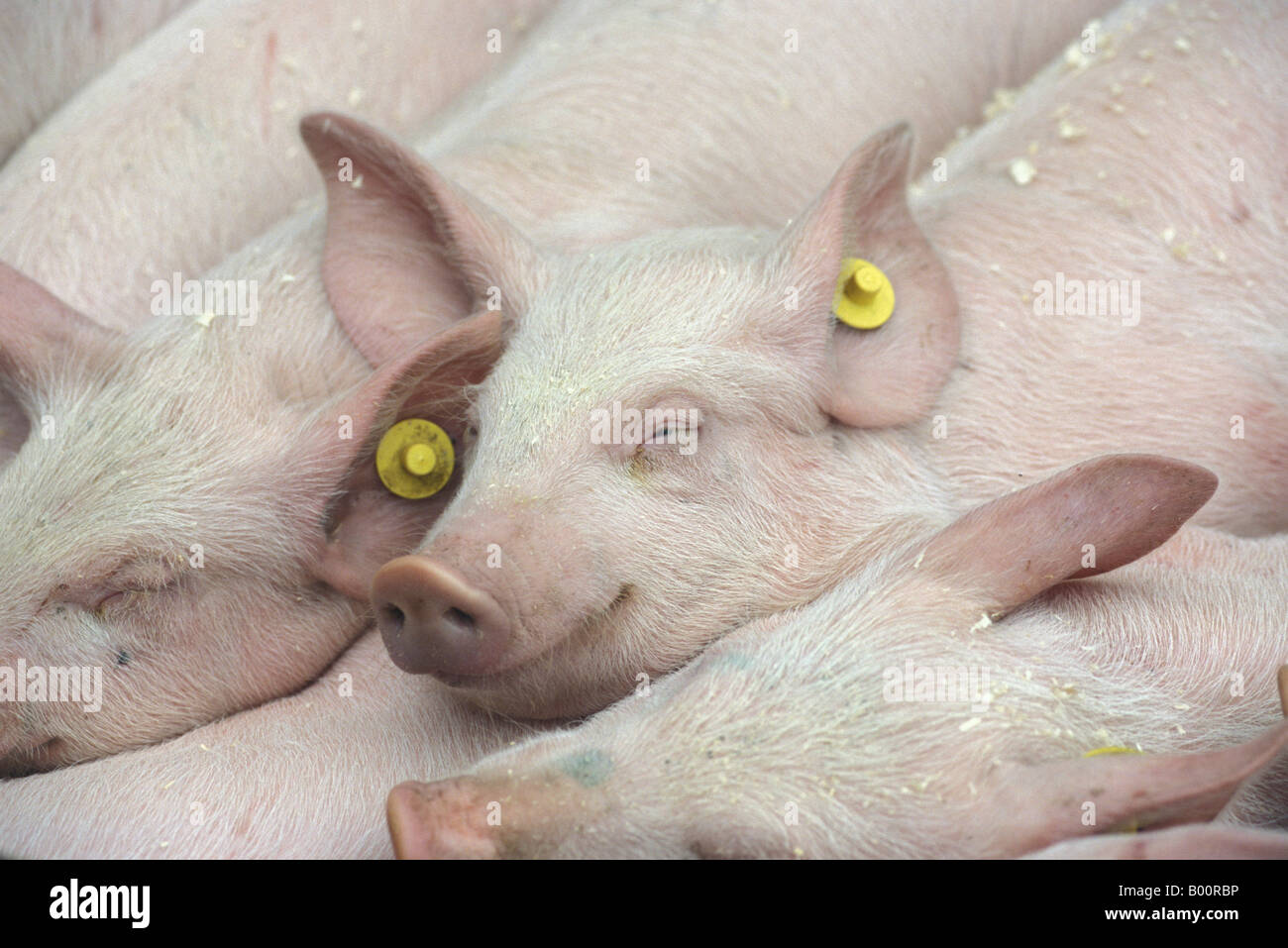 Hungarian pigs hi-res stock photography and images - Alamy