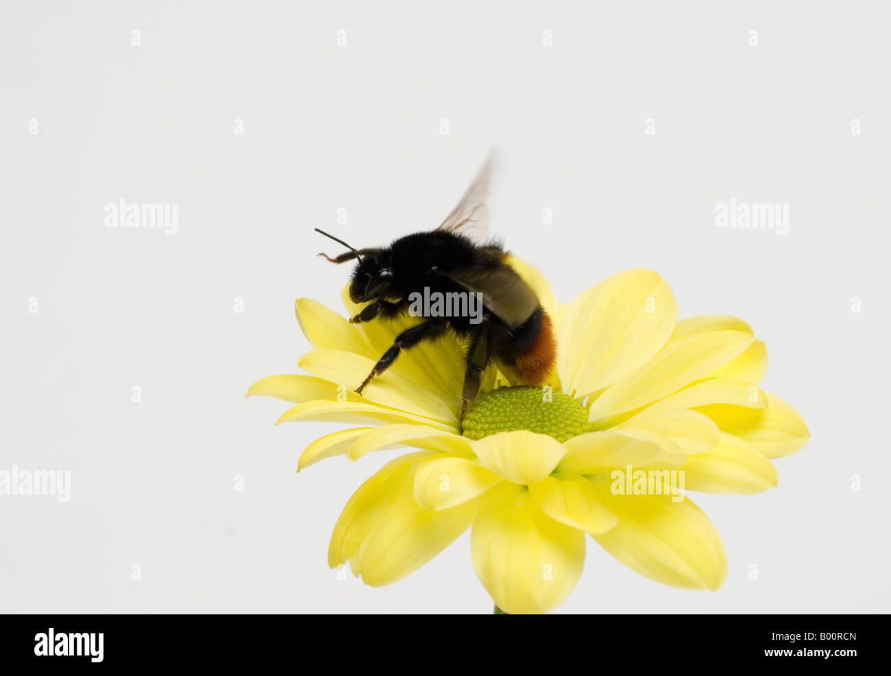 Red tailed bumble bee Bombus lapidarius bumblebee Stock Photo - Alamy