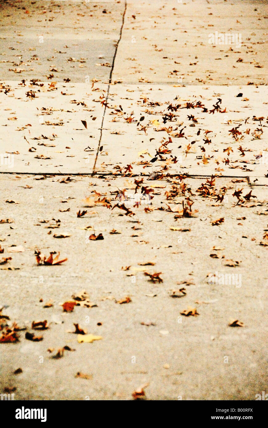 Wind blowing fallen leaves hi-res stock photography and images - Alamy