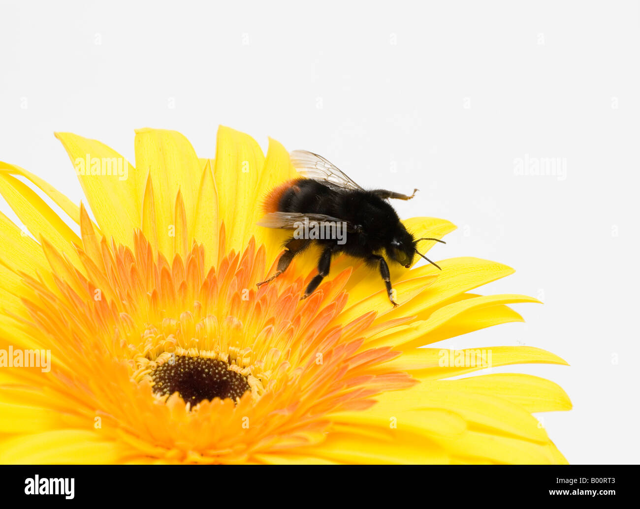 Red-tailed bumble bee Bombus lapidarius bumblebee on flower Stock Photo ...