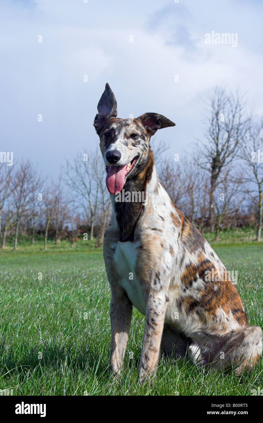 Lurcher dog sitting hi-res stock photography and images - Alamy