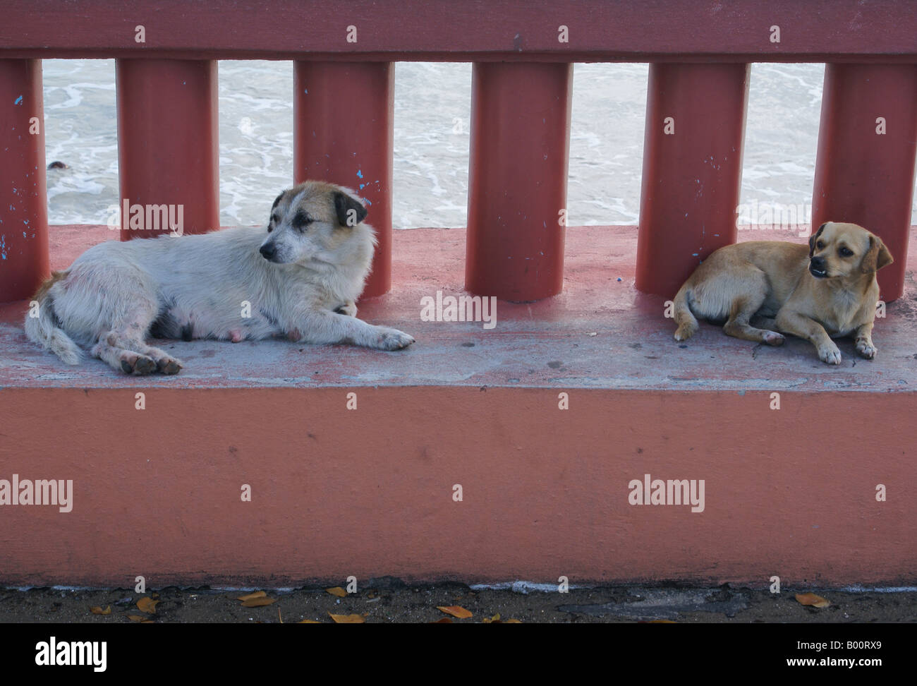 two dogs sitting down Stock Photo - Alamy