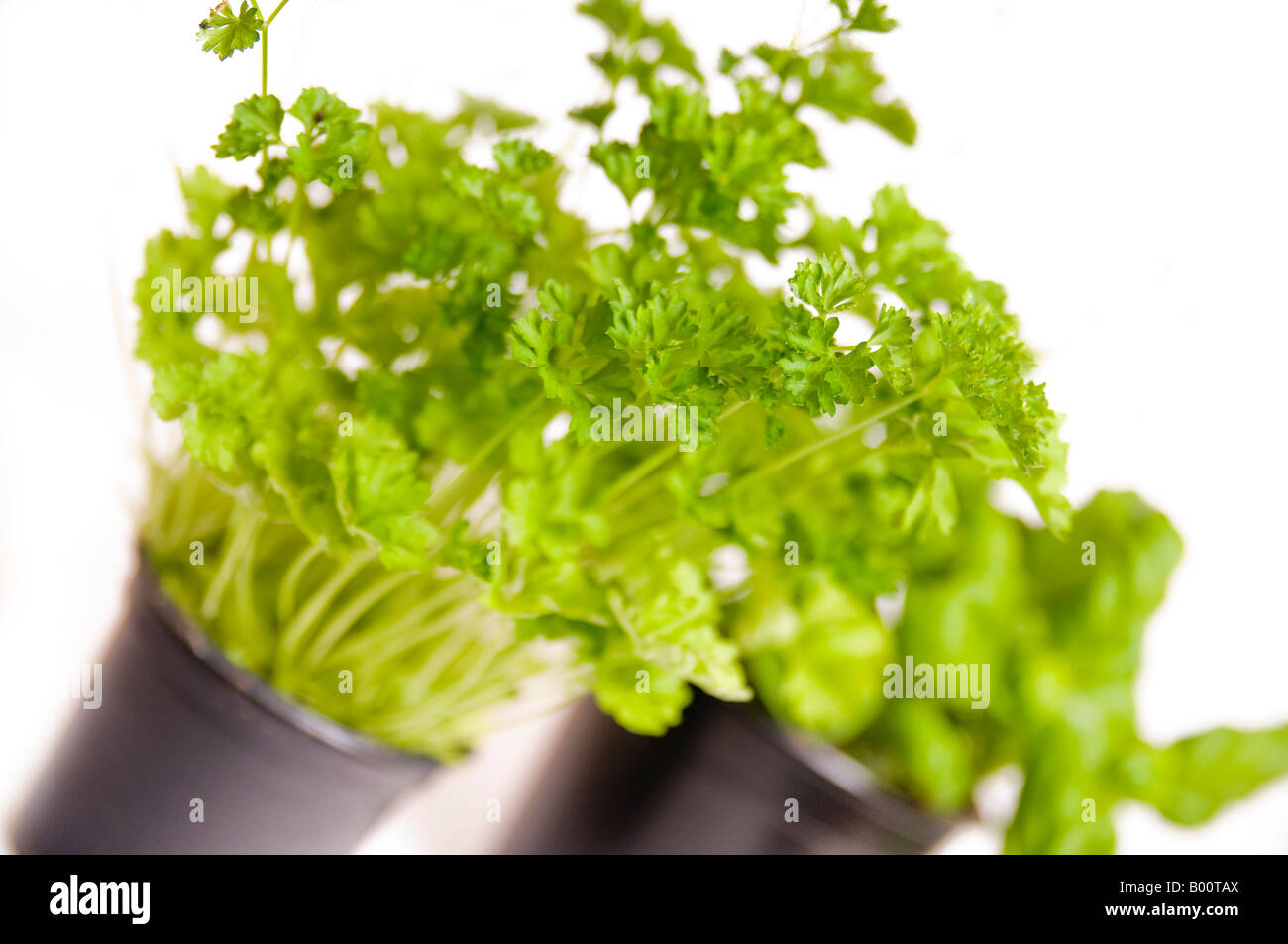 Green armies hi-res stock photography and images - Alamy