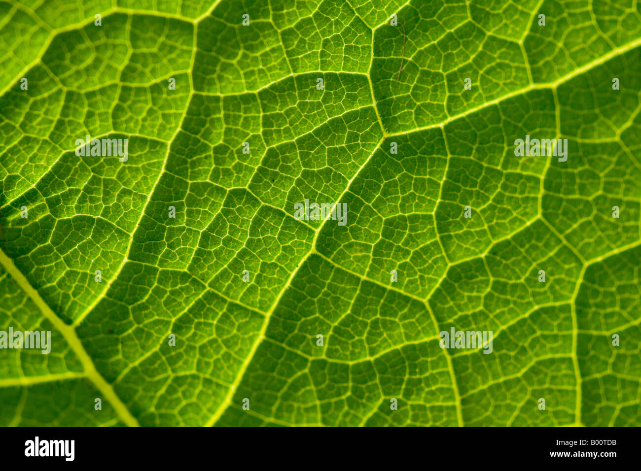 leaf structures in the back light Stock Photo - Alamy
