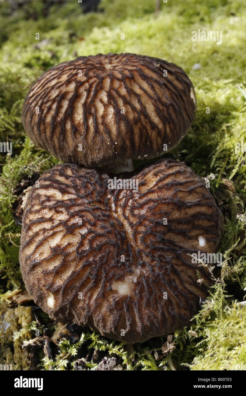Group of Velvet Shield fungi, pluteus umbrosus Stock Photo - Alamy