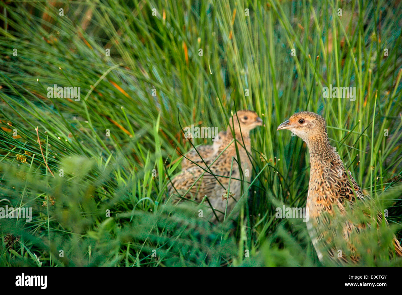 Young pheasants in grass hi-res stock photography and images - Alamy