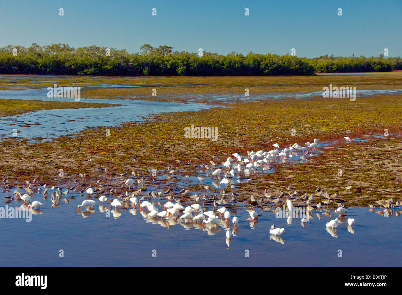 Tropical birds such as the white Ibis feed in the marshes of Sanibel ...