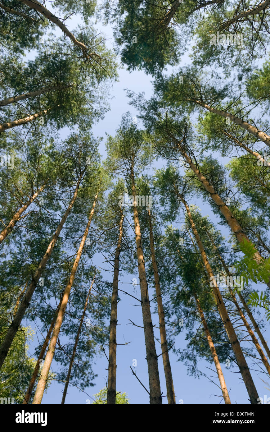 Piney tree hi-res stock photography and images - Alamy
