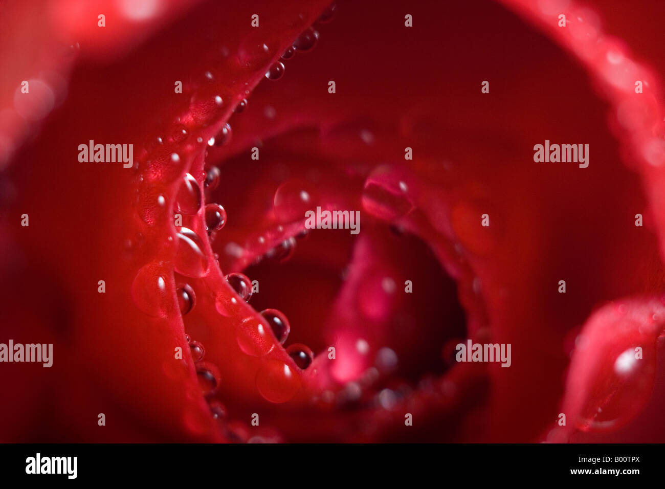 rose, red with drops Stock Photo - Alamy