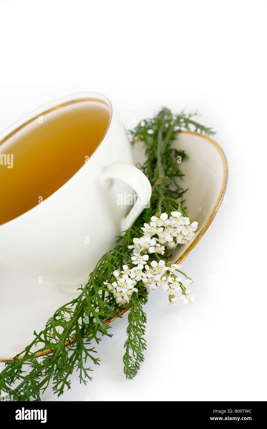 Tea yarrow hi-res stock photography and images - Alamy