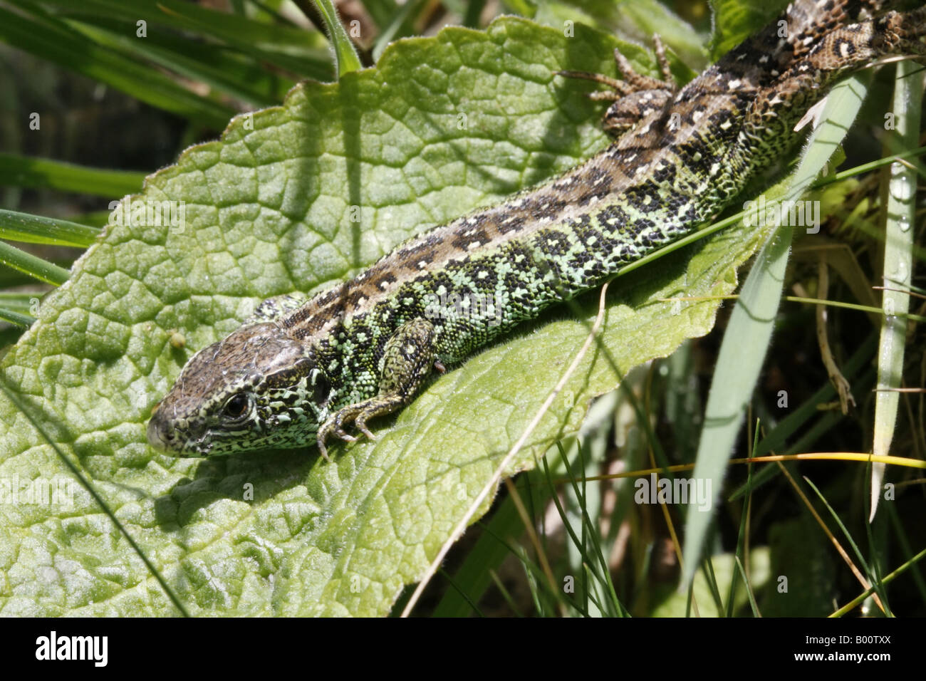 Male Sand Lizard Lacerta Agilis Stock Photo - Alamy