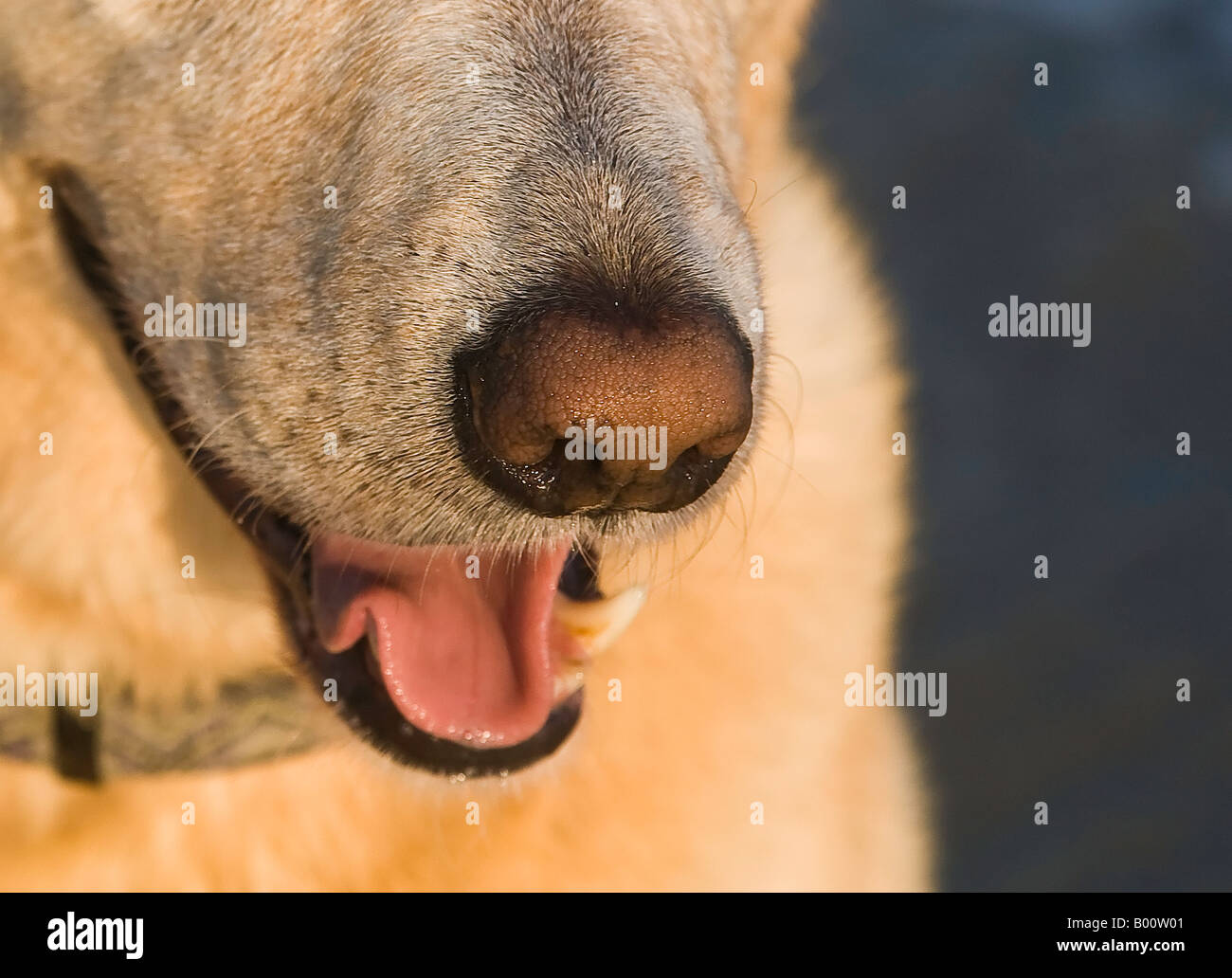 Close-up of the muzzle, mouth, nose and tongue of a yellow labrador ...