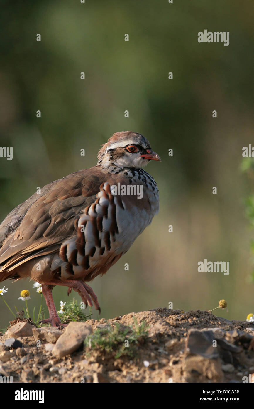 Red legged partridge Alectoris rufa Stock Photo - Alamy