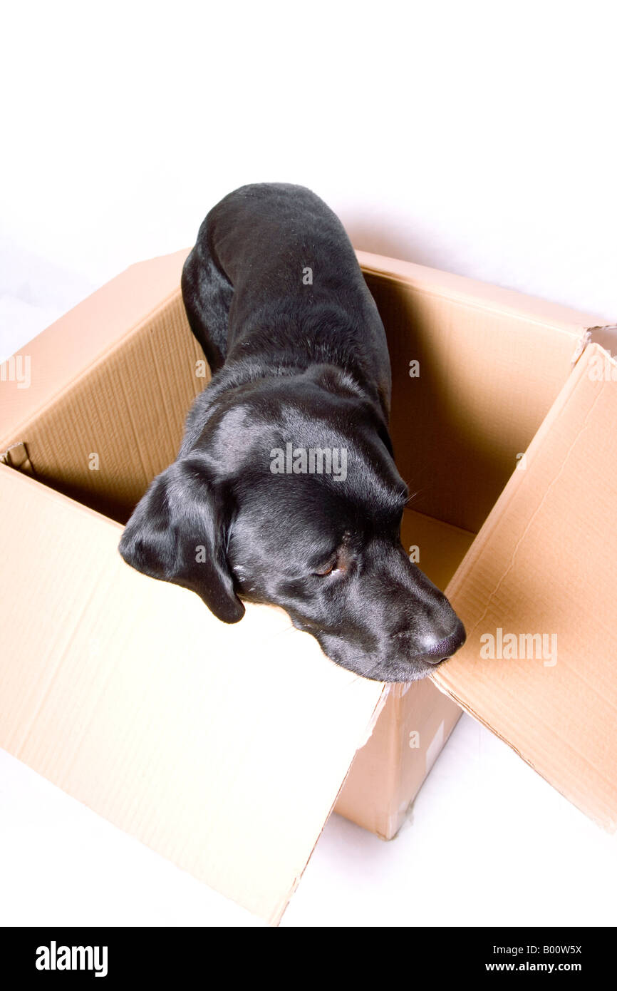 Dog trades hi-res stock photography and images - Alamy
