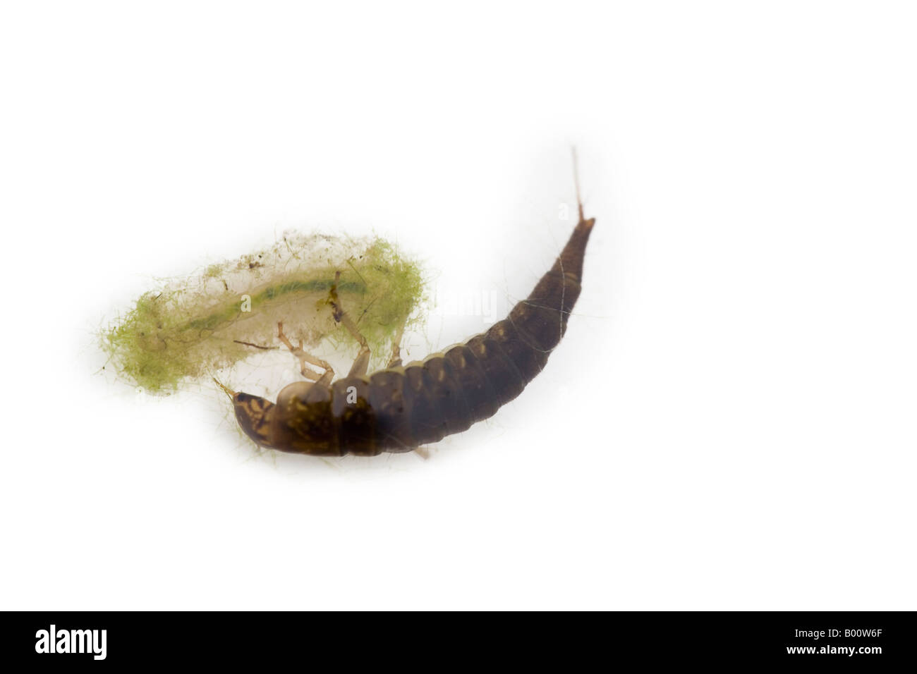 caddies fly larvae Stock Photo - Alamy