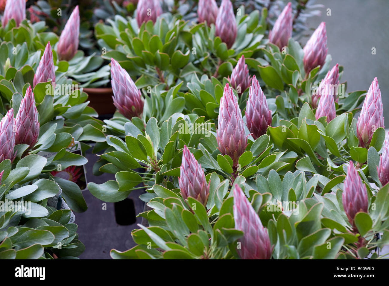 Protea Cynaroides - Little Prince - blossoms Stock Photo - Alamy