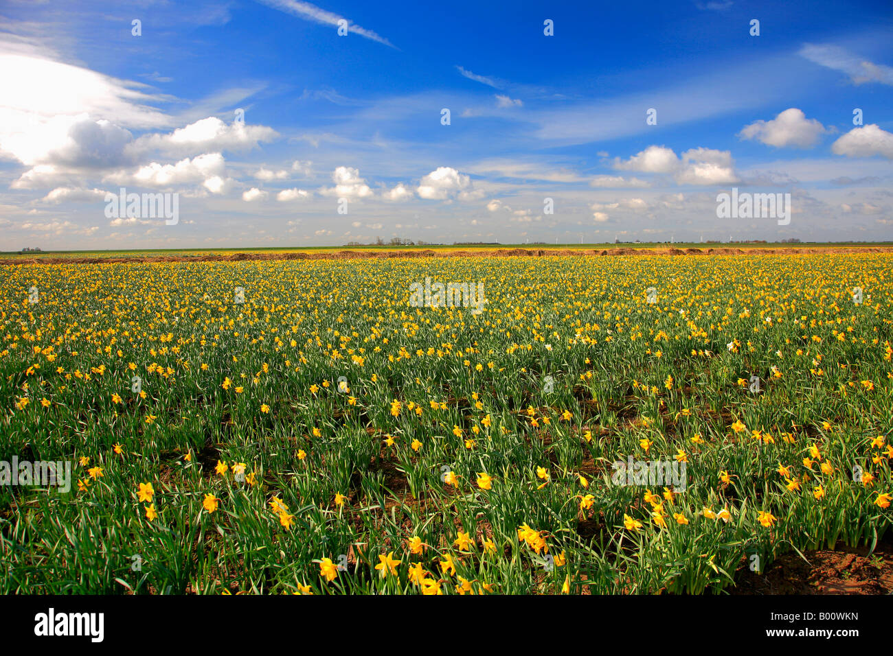 Fenland field lincolnshire fens hi-res stock photography and images - Alamy