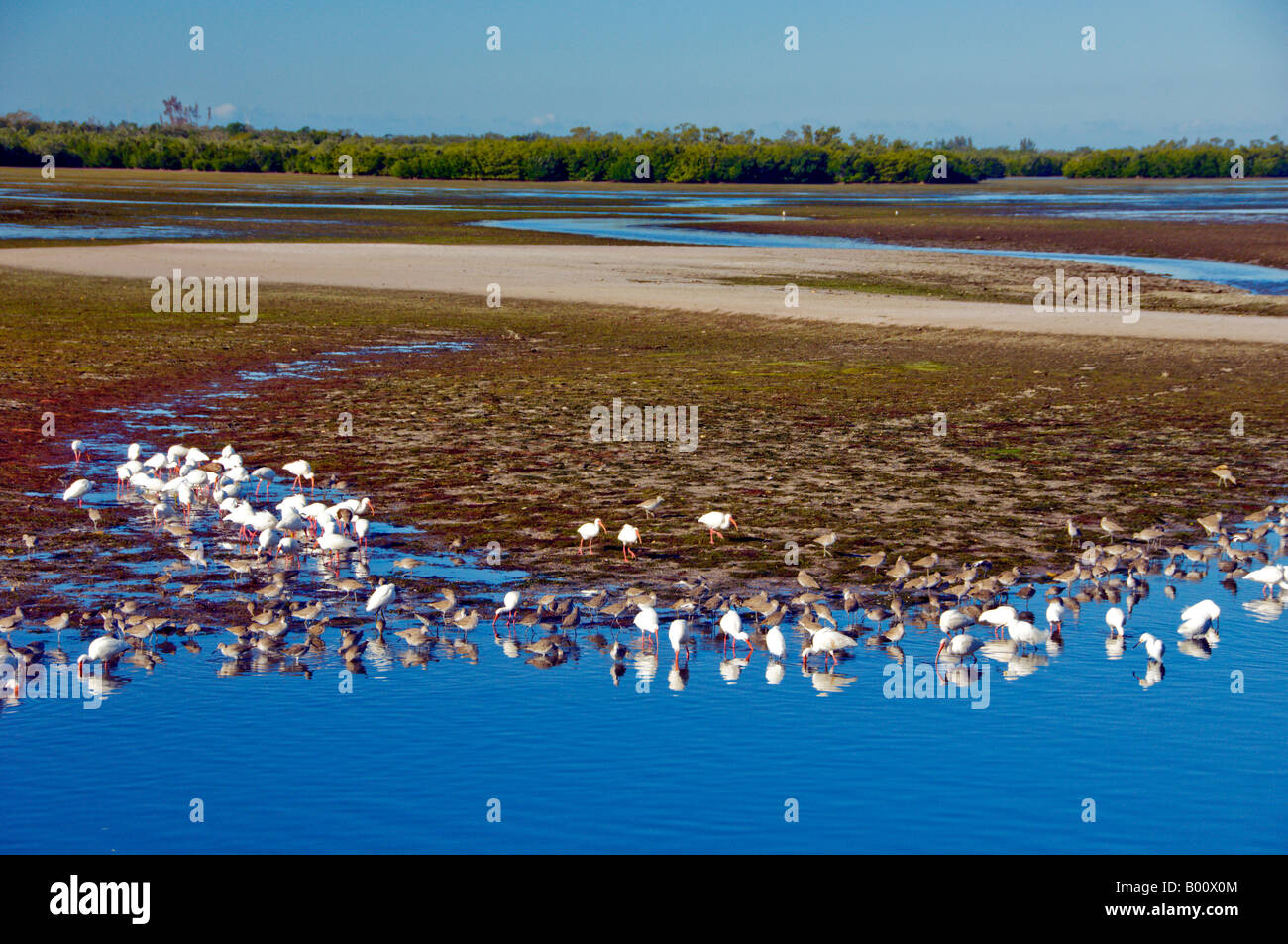 Tropical birds feed in the marshes of Sanibel Island Florida USA Stock ...