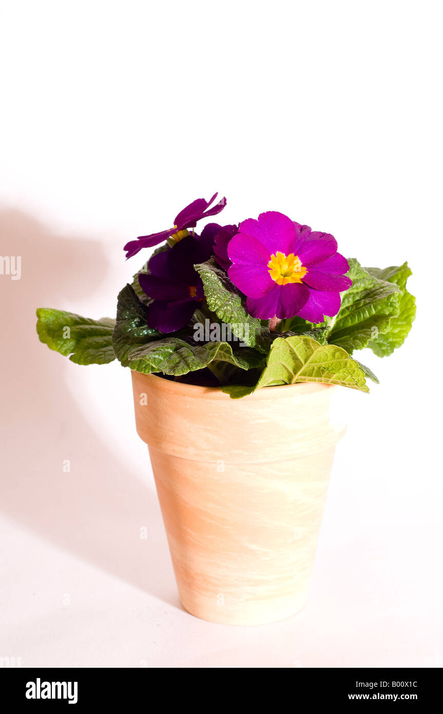 primrose in pot Stock Photo - Alamy