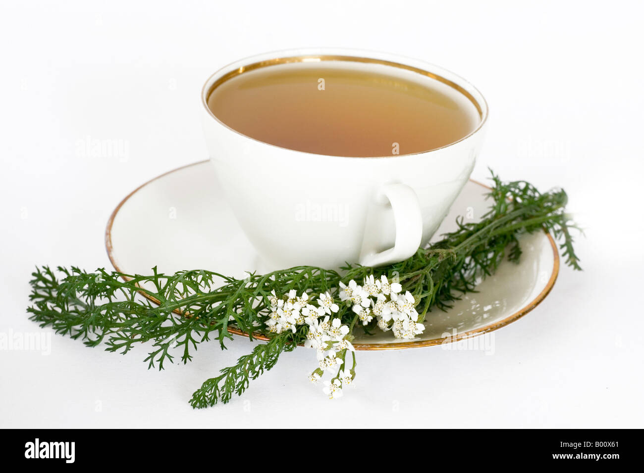 Tea yarrow hi-res stock photography and images - Alamy