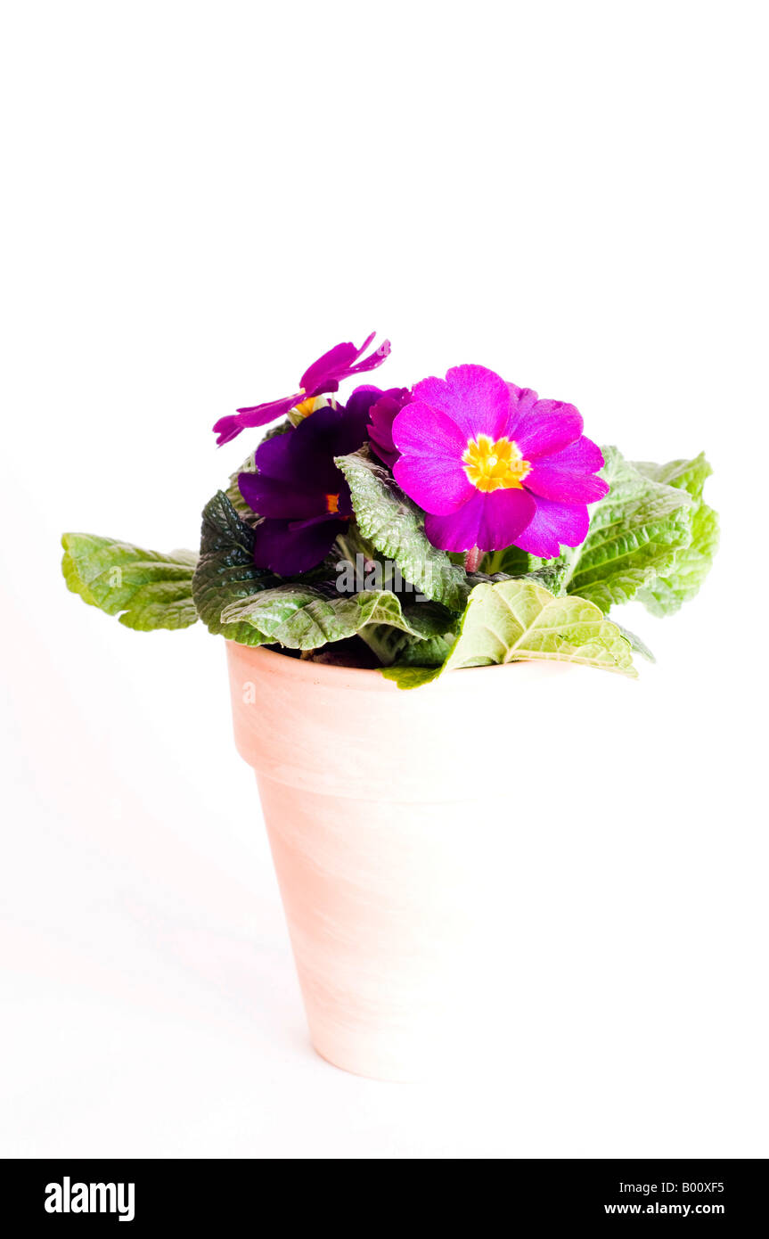 Bright colored vegetation Cut Out Stock Images & Pictures - Alamy