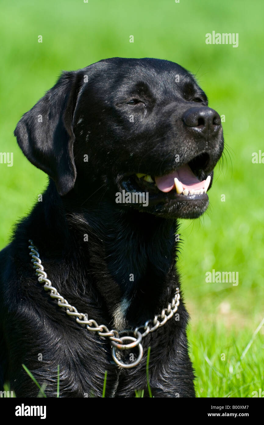 Black labrador retriever snout hi-res stock photography and images - Alamy