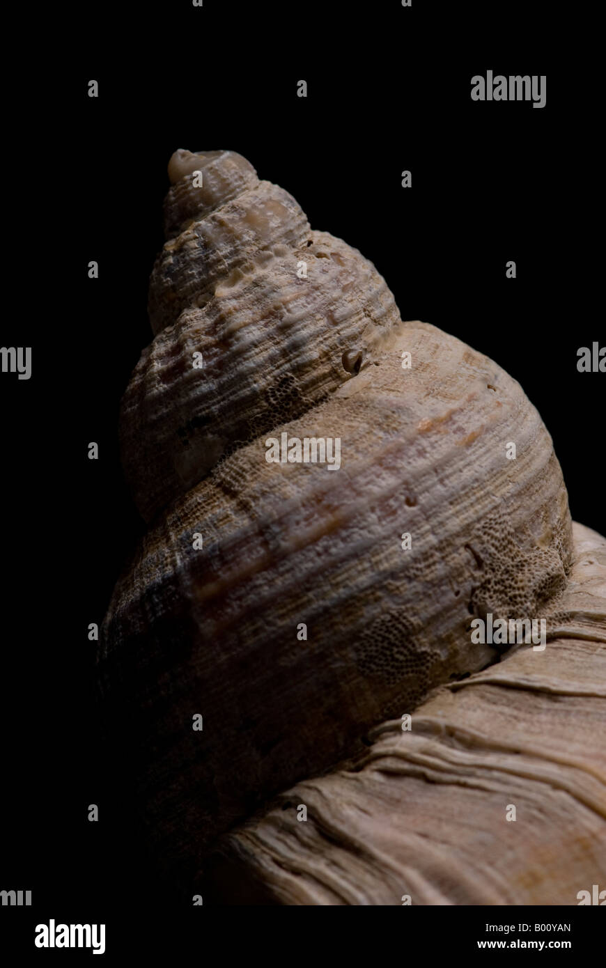 Low key image of a whelk shell Stock Photo - Alamy