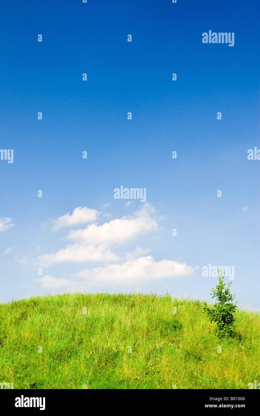 Saturated summer landscape - green grass and a sapling on the top of ...