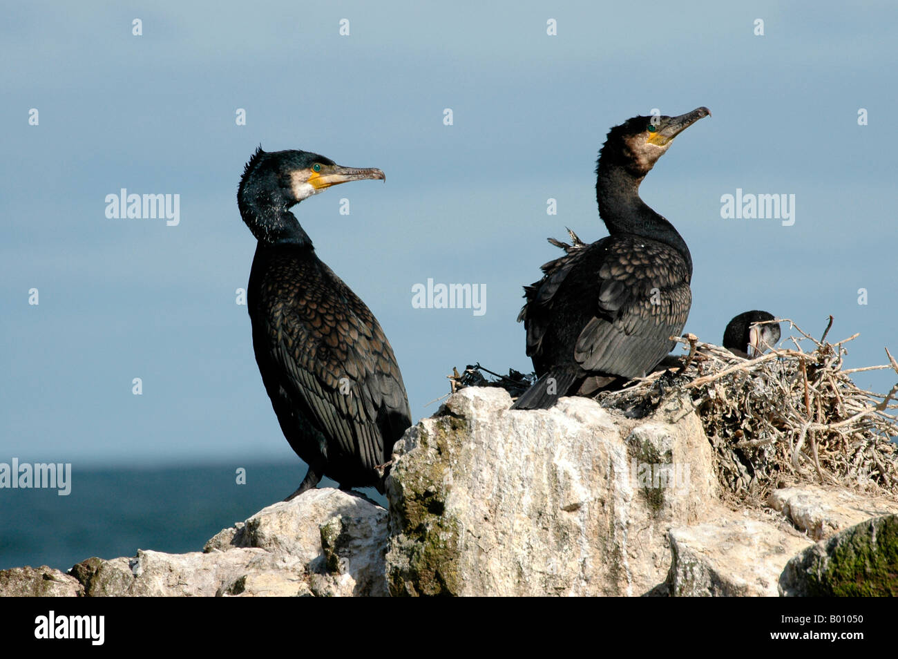 Adult cormorants at nest with their chicks Stock Photo - Alamy